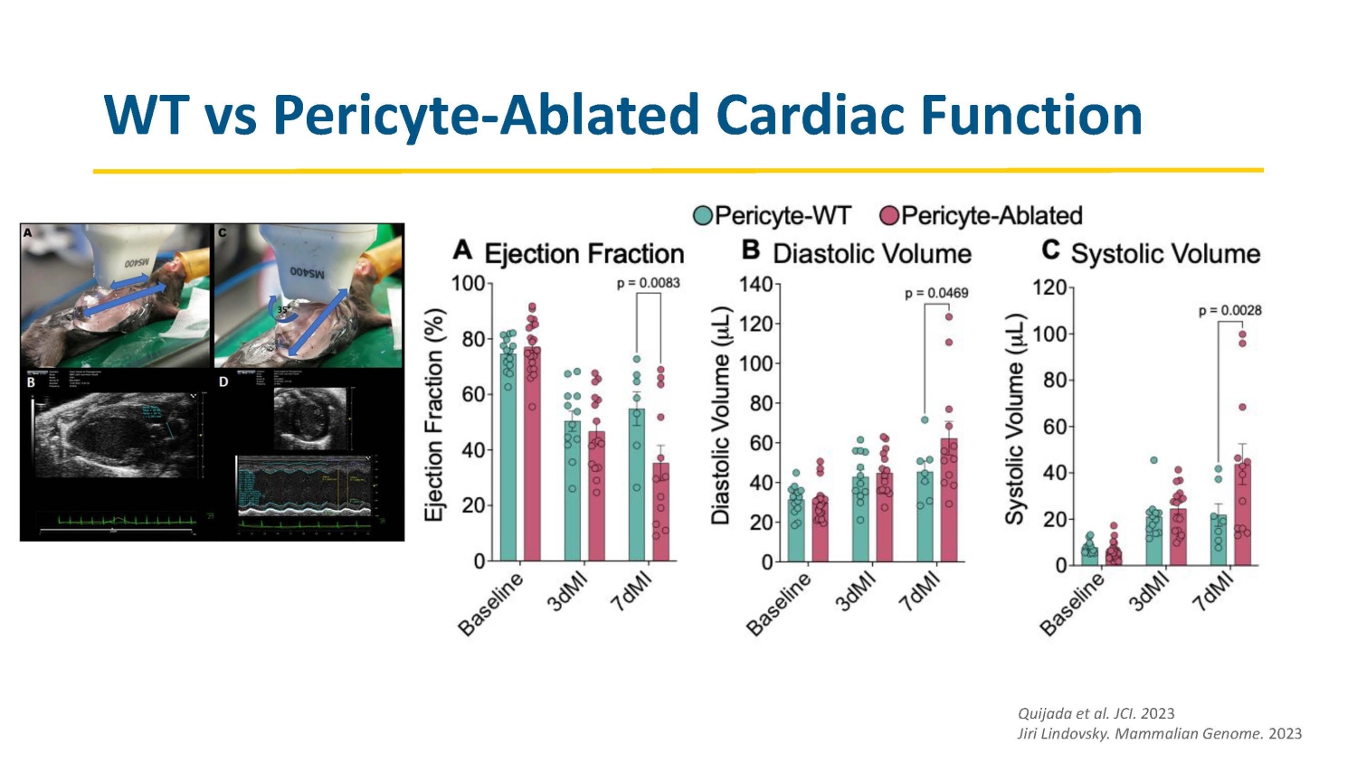 Niki Golchini – UCLA Honors Programs